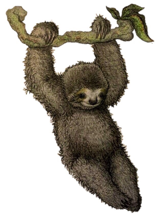 Sleepy Sloths – Museum of Zoology Blog