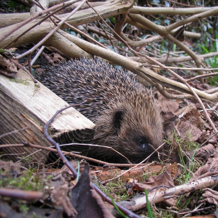 12 Days of Winter Wildlife: Winter Mammals – Museum of Zoology Blog