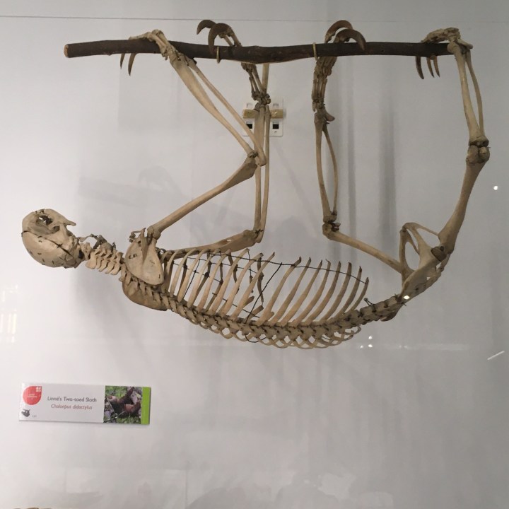 Skeletons: Arms and Legs – Museum of Zoology Blog