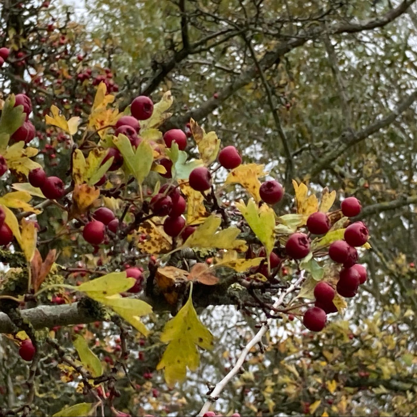 The Changing Seasons – Museum of Zoology Blog