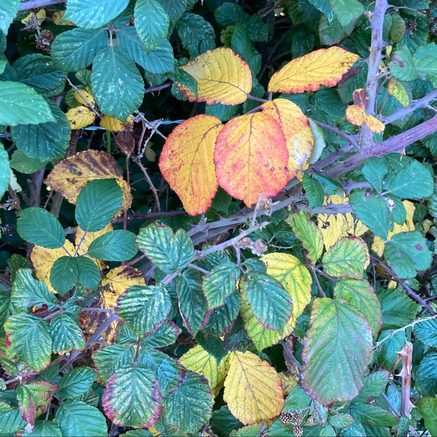 The Changing Seasons – Museum of Zoology Blog