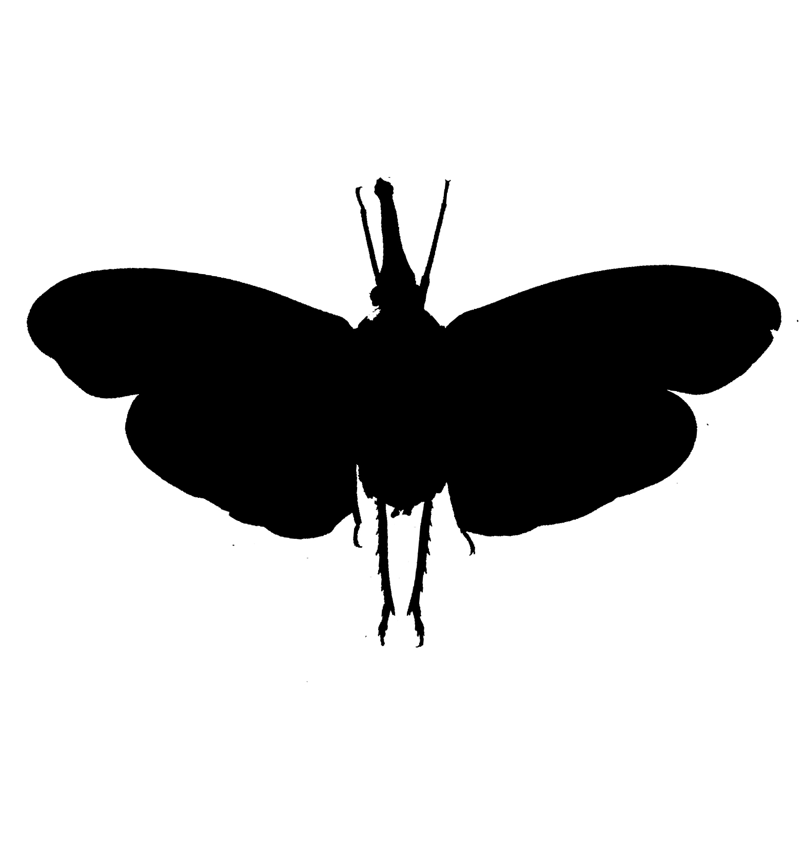 Lantern bugs for a Festival of Lights – Museum of Zoology Blog