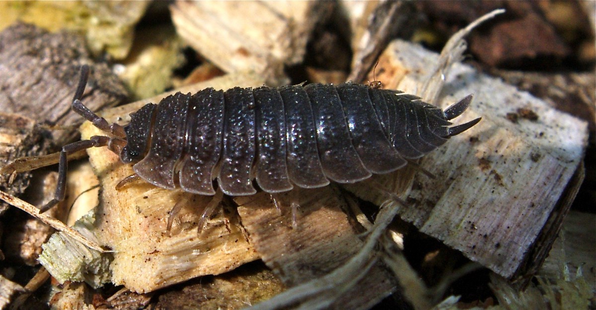 12 Days of Winter Wildlife: Life Underground – Museum of Zoology Blog