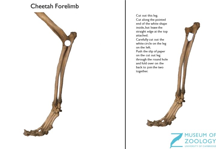 Skeletons: Arms and Legs – Museum of Zoology Blog