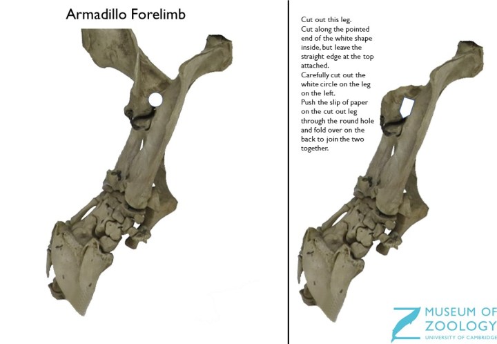 Skeletons: Arms and Legs – Museum of Zoology Blog