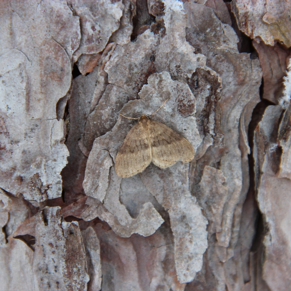 12 Days of Winter Wildlife: Active Insects – Museum of Zoology Blog