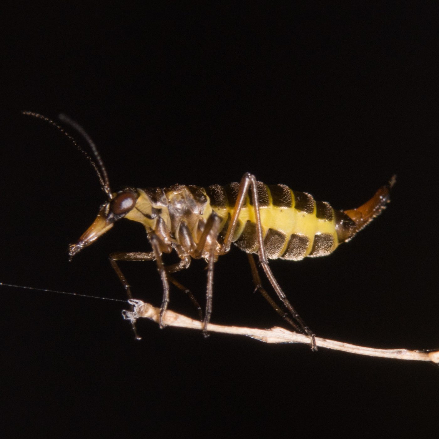 12 Days of Winter Wildlife: 12 Days of Critters – Museum of Zoology Blog