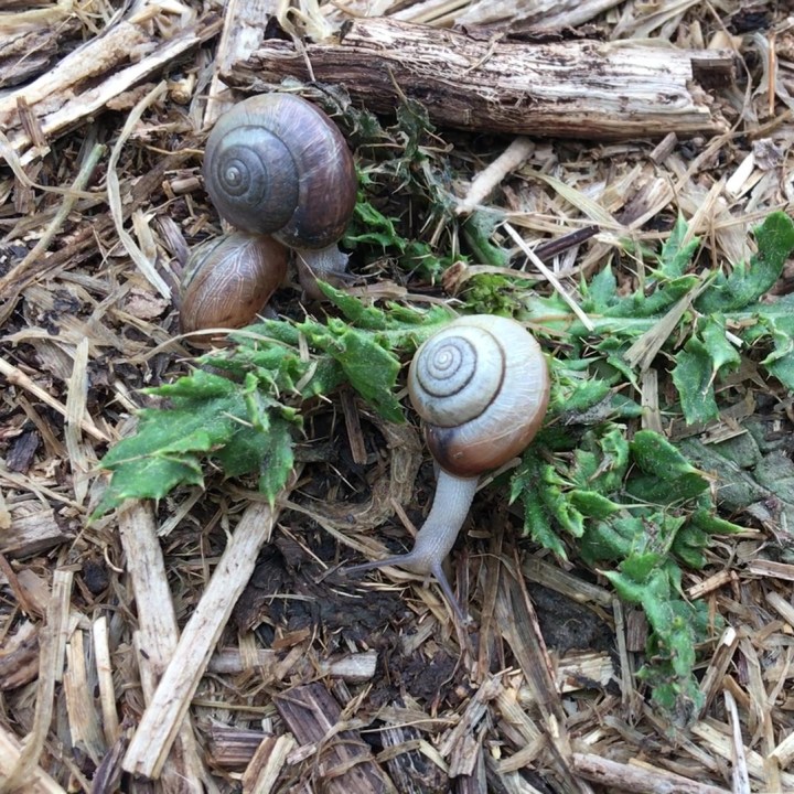 12 Days of Winter Wildlife: Active Insects – Museum of Zoology Blog