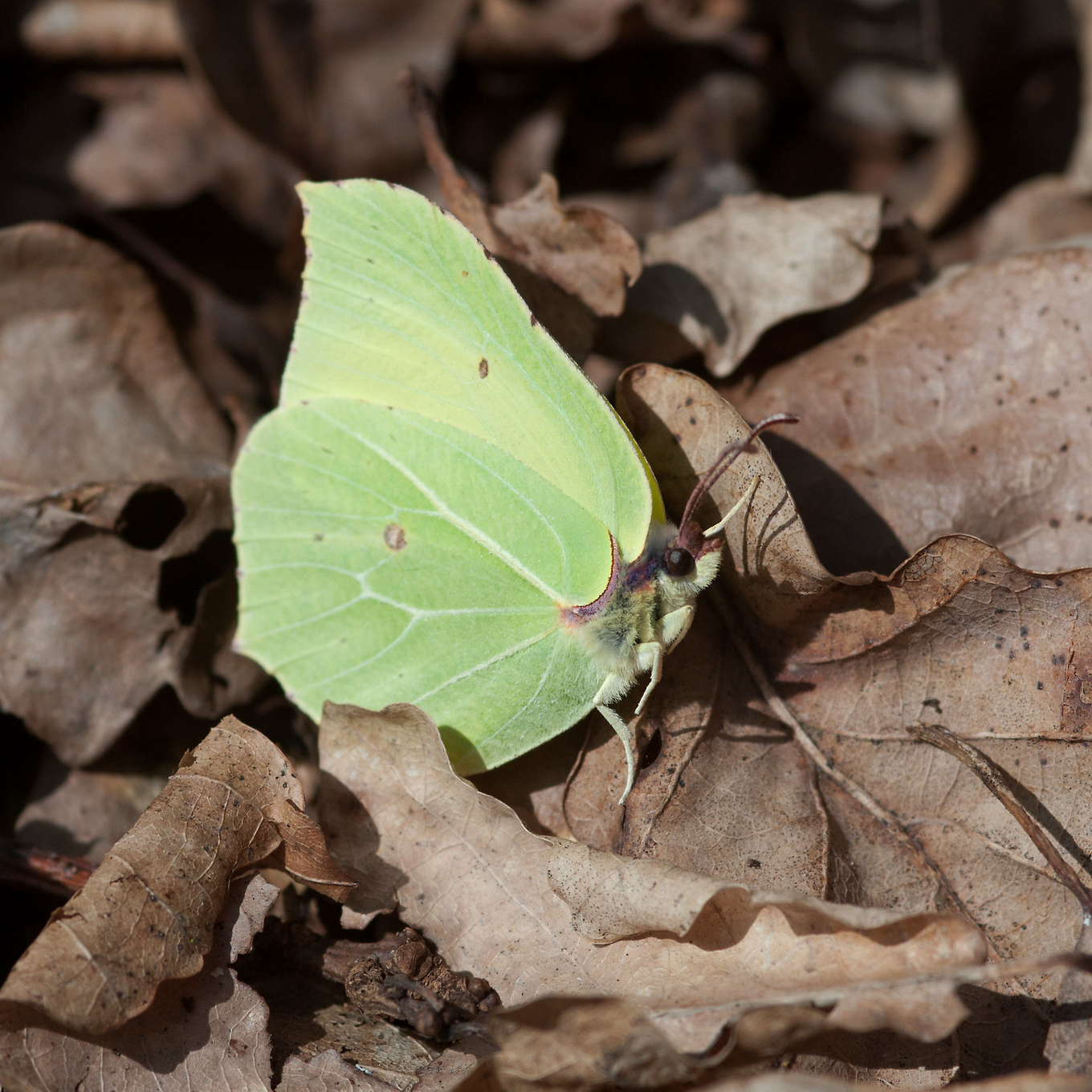 12 Days of Winter Wildlife: Surprising Winter Animals – Museum of ...