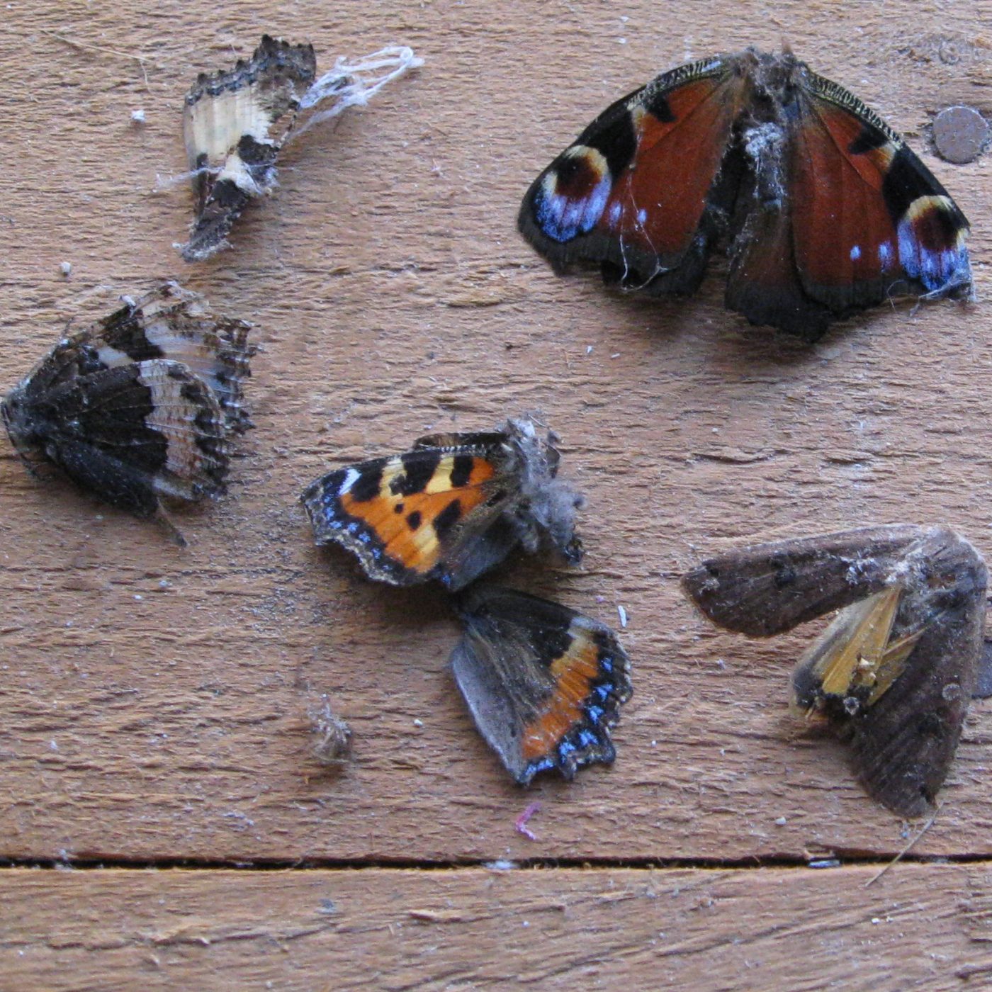 12 Days of Winter Wildlife: Surprising Winter Animals – Museum of ...