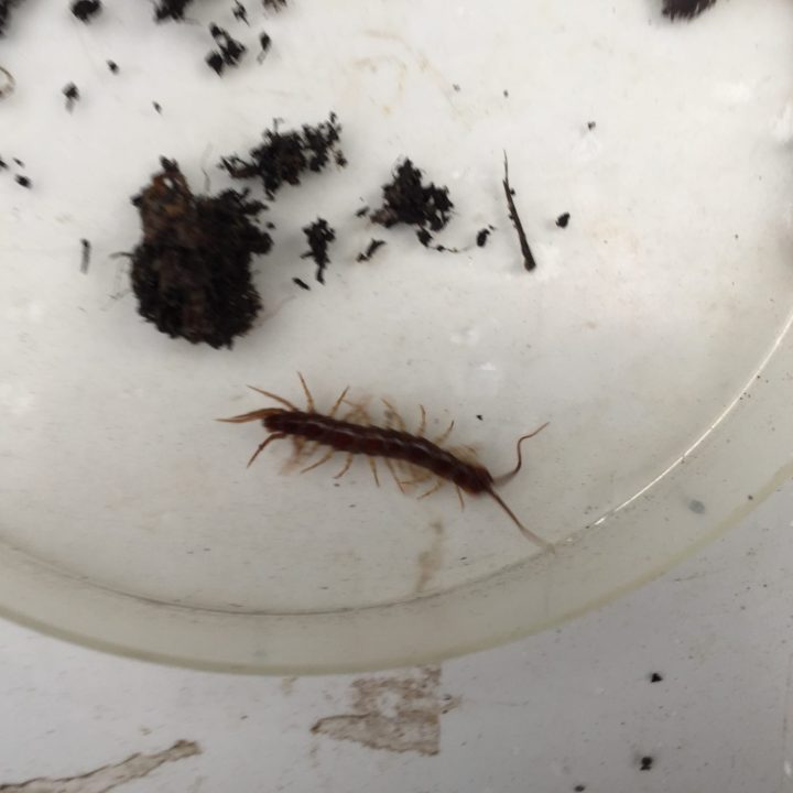12 Days of Winter Wildlife: Life Underground – Museum of Zoology Blog