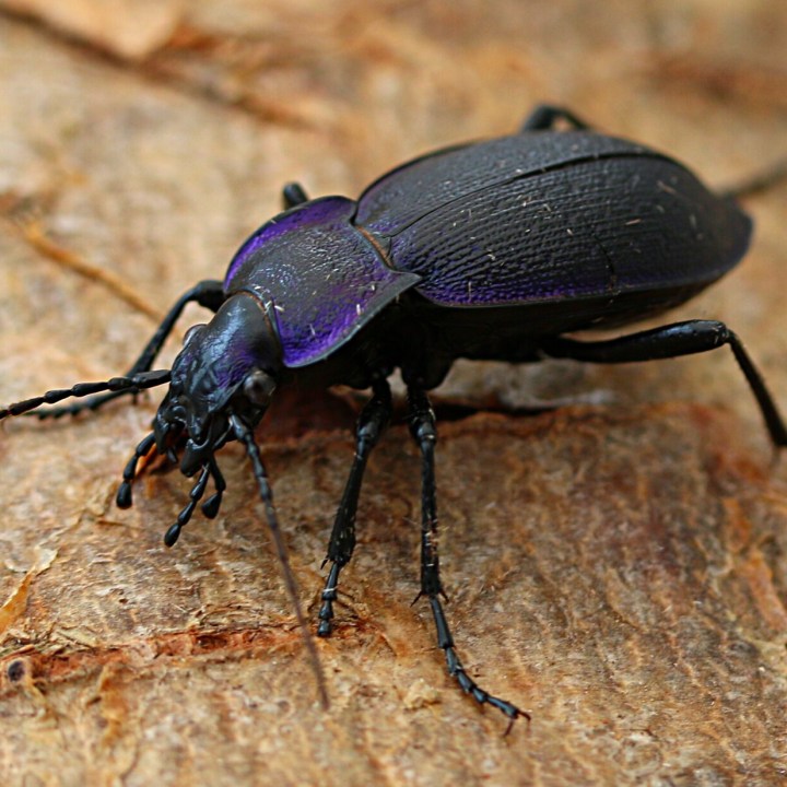 12 Days of Winter Wildlife: Life Underground – Museum of Zoology Blog
