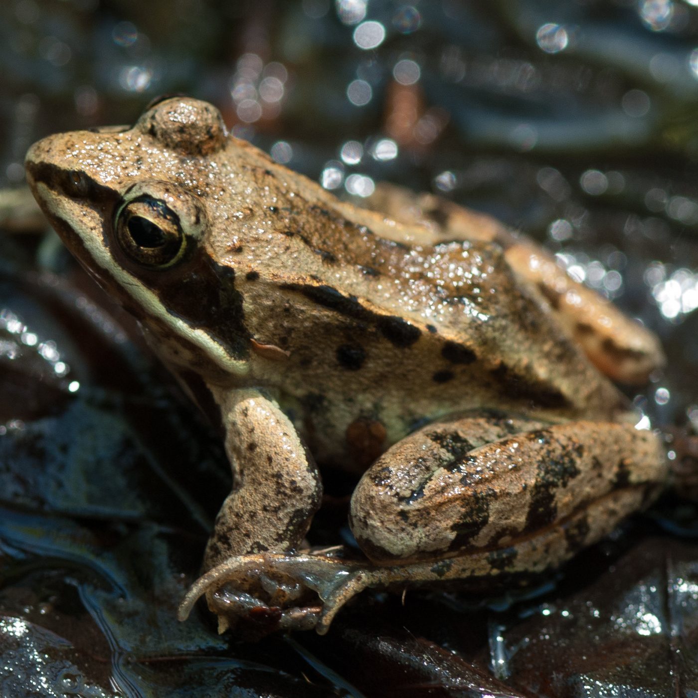 12 Days of Winter Wildlife: Surprising Winter Animals – Museum of ...