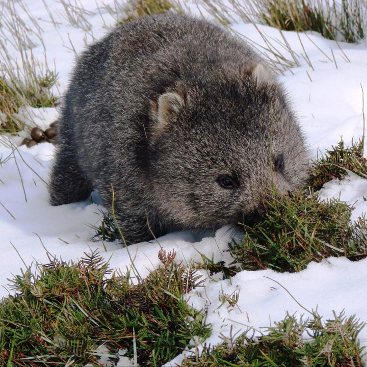 12 Days of Winter Wildlife: Surprising Winter Animals – Museum of ...