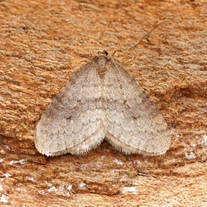 12 Days of Winter Wildlife: Active Insects – Museum of Zoology Blog