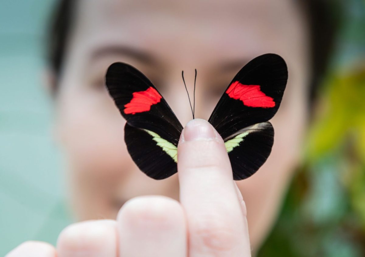 Exploring Chemical Signals in Butterflies – Museum of Zoology Blog
