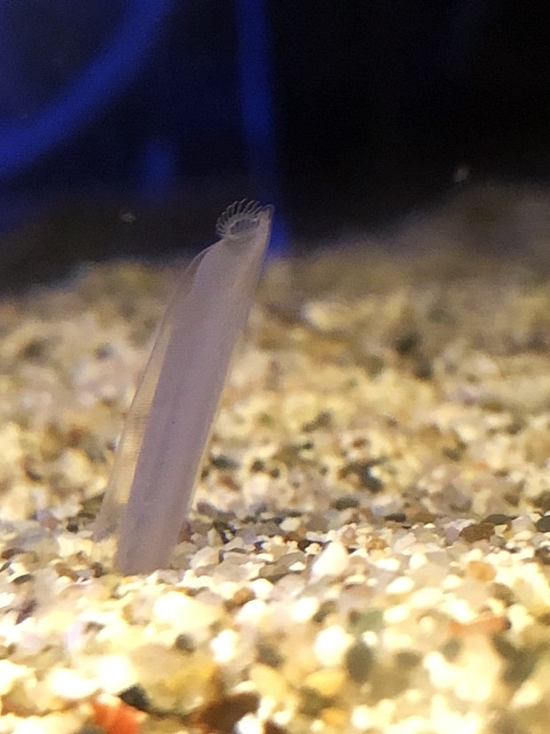 Reconstructing ancestors: insights from the ocean – Museum of Zoology Blog