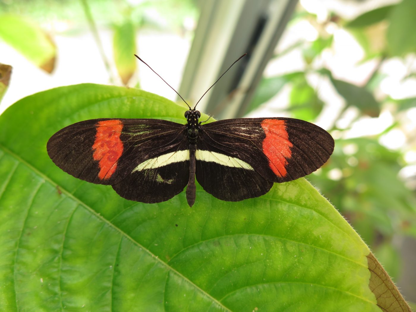 Exploring Chemical Signals in Butterflies – Museum of Zoology Blog
