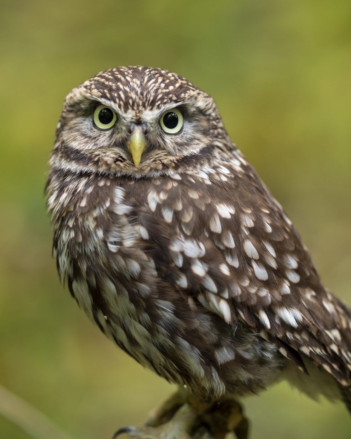 Owl Pellets – Museum of Zoology Blog