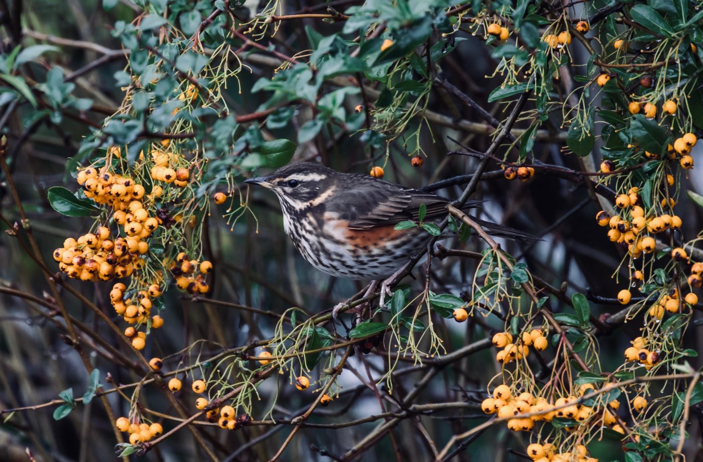 Nature Classroom – Museum of Zoology Blog