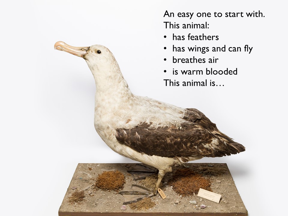 Whales! – Museum of Zoology Blog