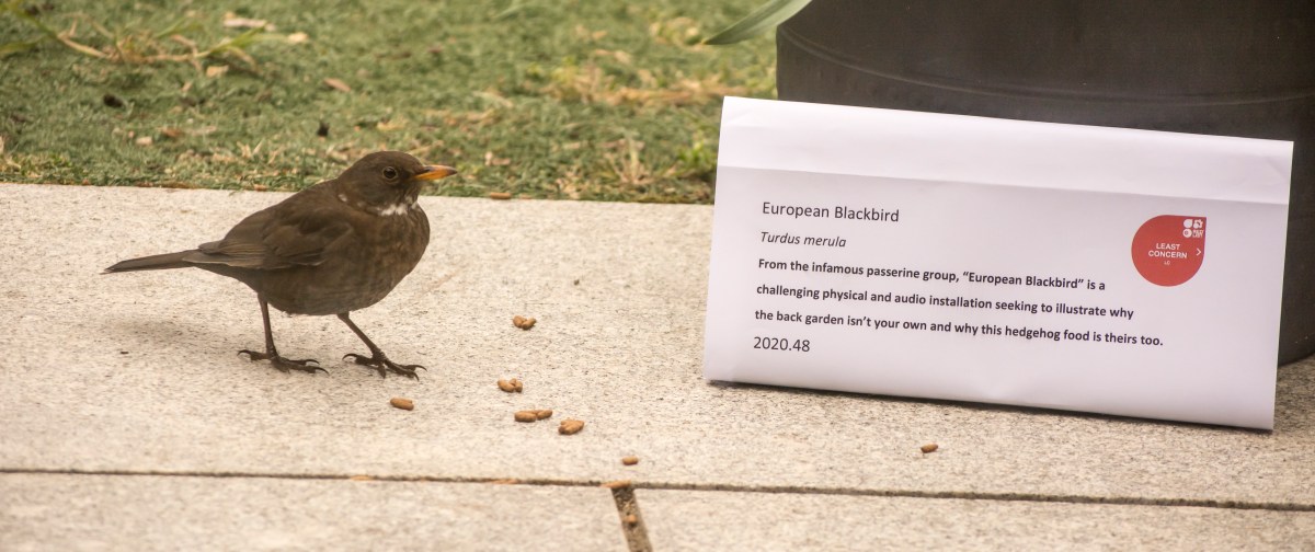 Five minutes in nature: Ringneck the blackbird – Museum of Zoology Blog