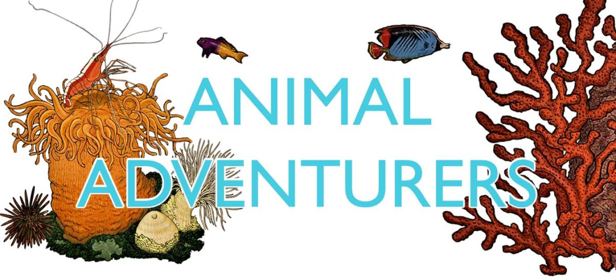 Animal Adventurers: the game – Museum of Zoology Blog
