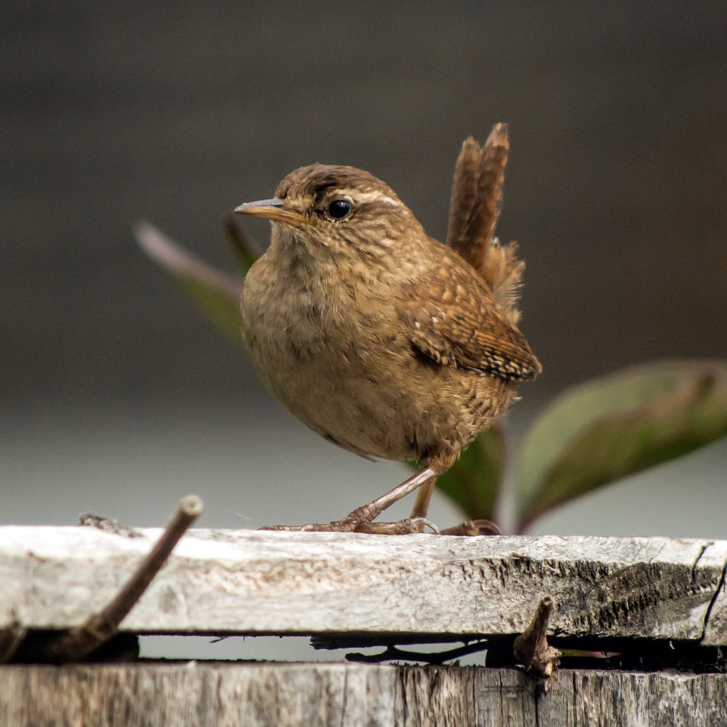 BioBlitz Cambridge 2020: The Results – Museum of Zoology Blog