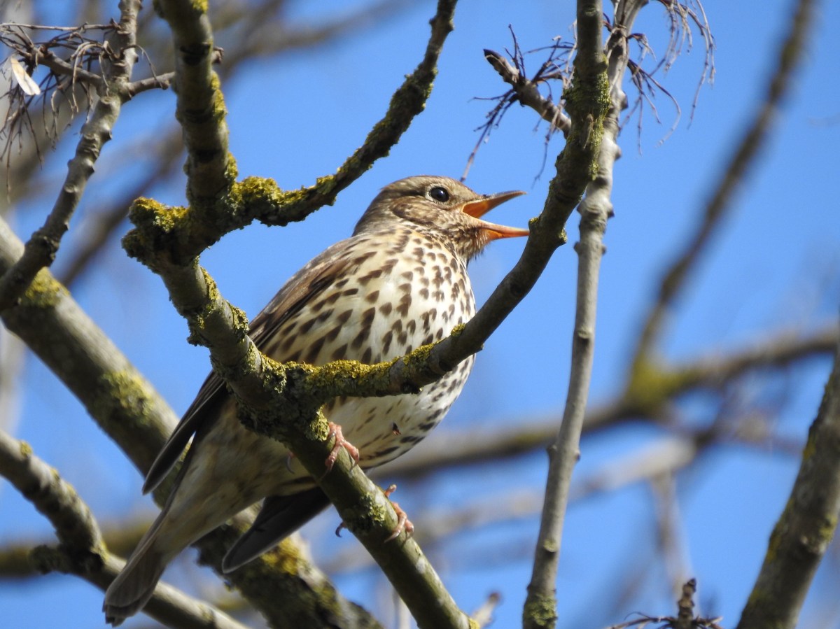 Dawn Chorus Day 2021 – Museum of Zoology Blog