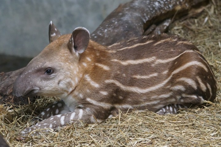 World Tapir Day: ‘Pin the Nose’ game – Museum of Zoology Blog