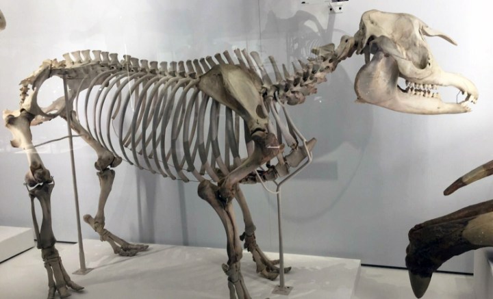 World Tapir Day: ‘Pin the Nose’ game – Museum of Zoology Blog
