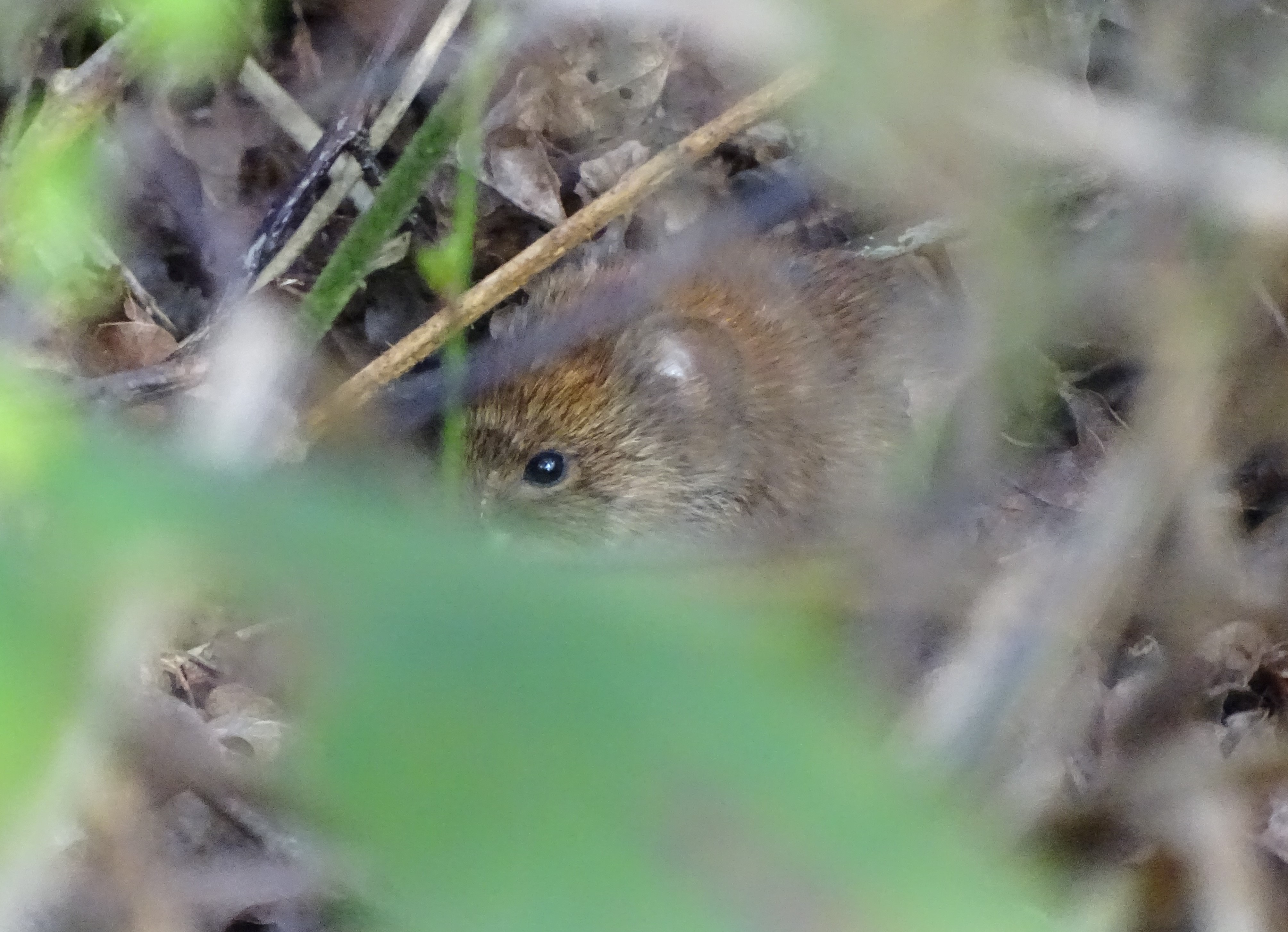 Solace In Nature – Museum of Zoology Blog