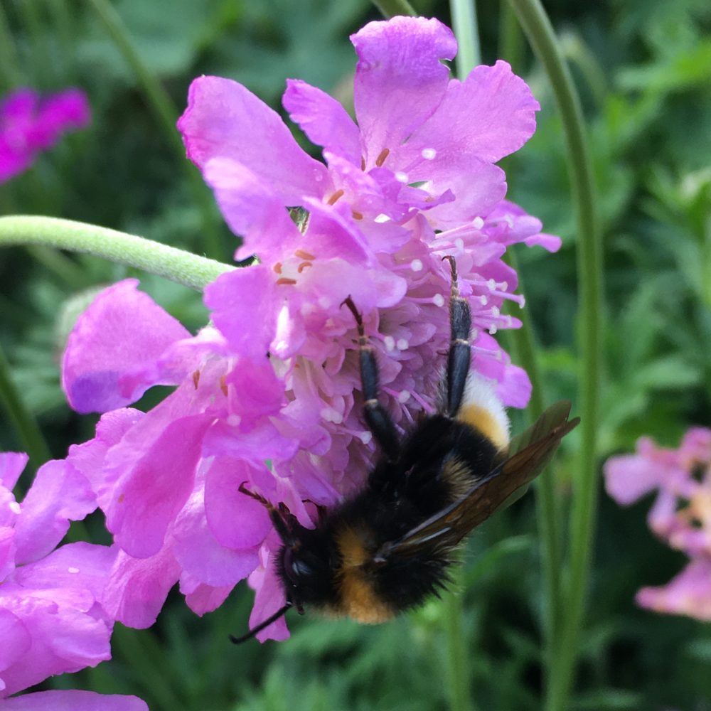 Solace In Nature – Museum of Zoology Blog