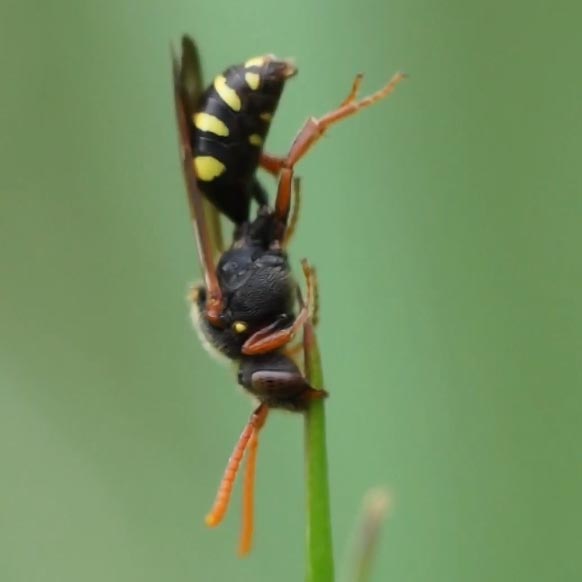 World Bee Day 2021 – Museum of Zoology Blog