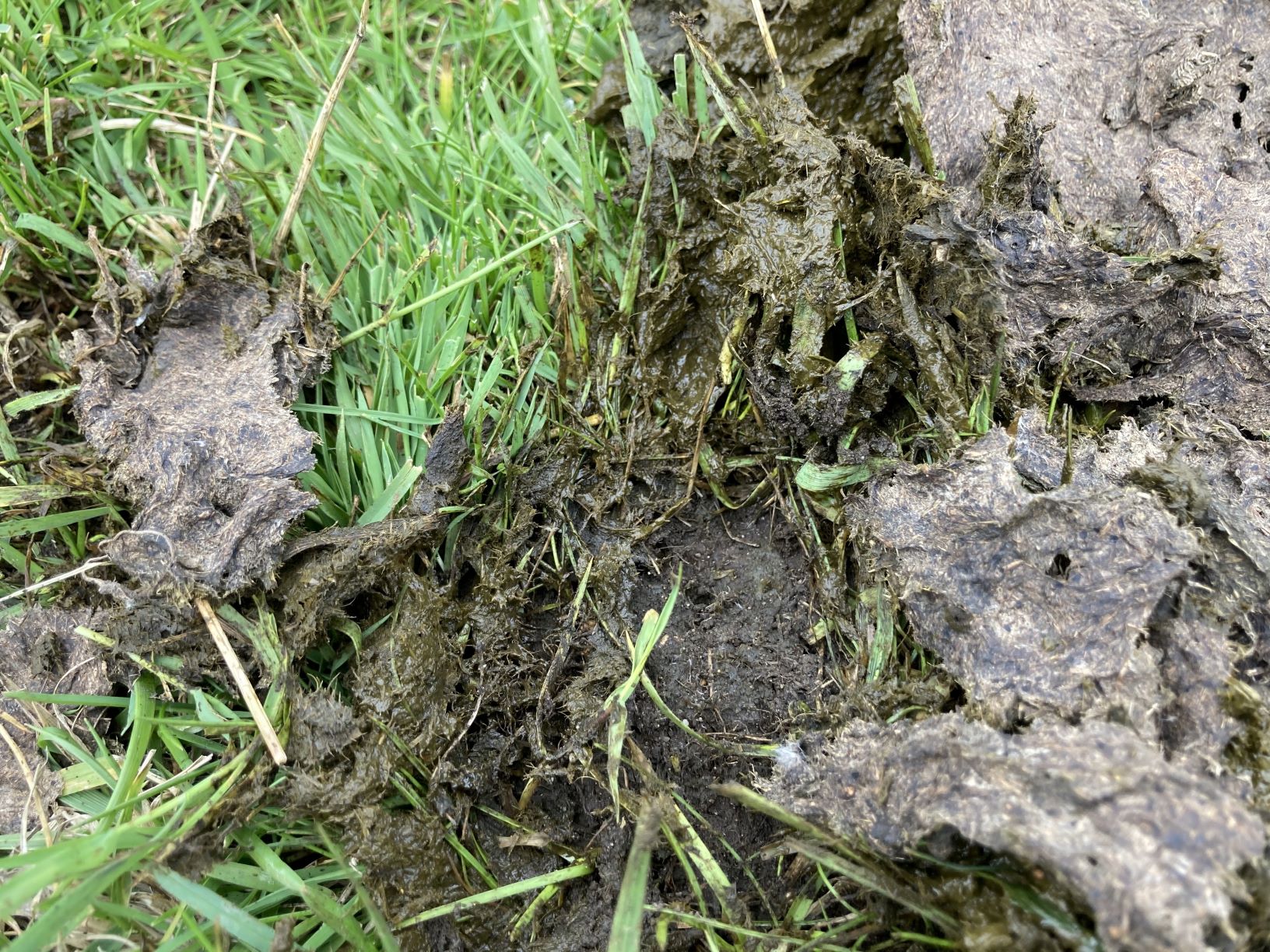 What’s in that Cowpat? – Museum of Zoology Blog