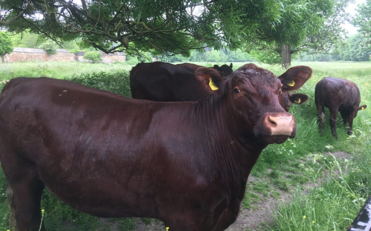 What’s in that Cowpat? – Museum of Zoology Blog