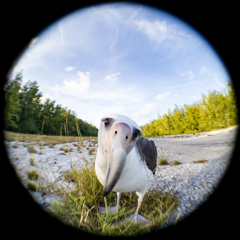 How to Study: Seabirds – Museum of Zoology Blog