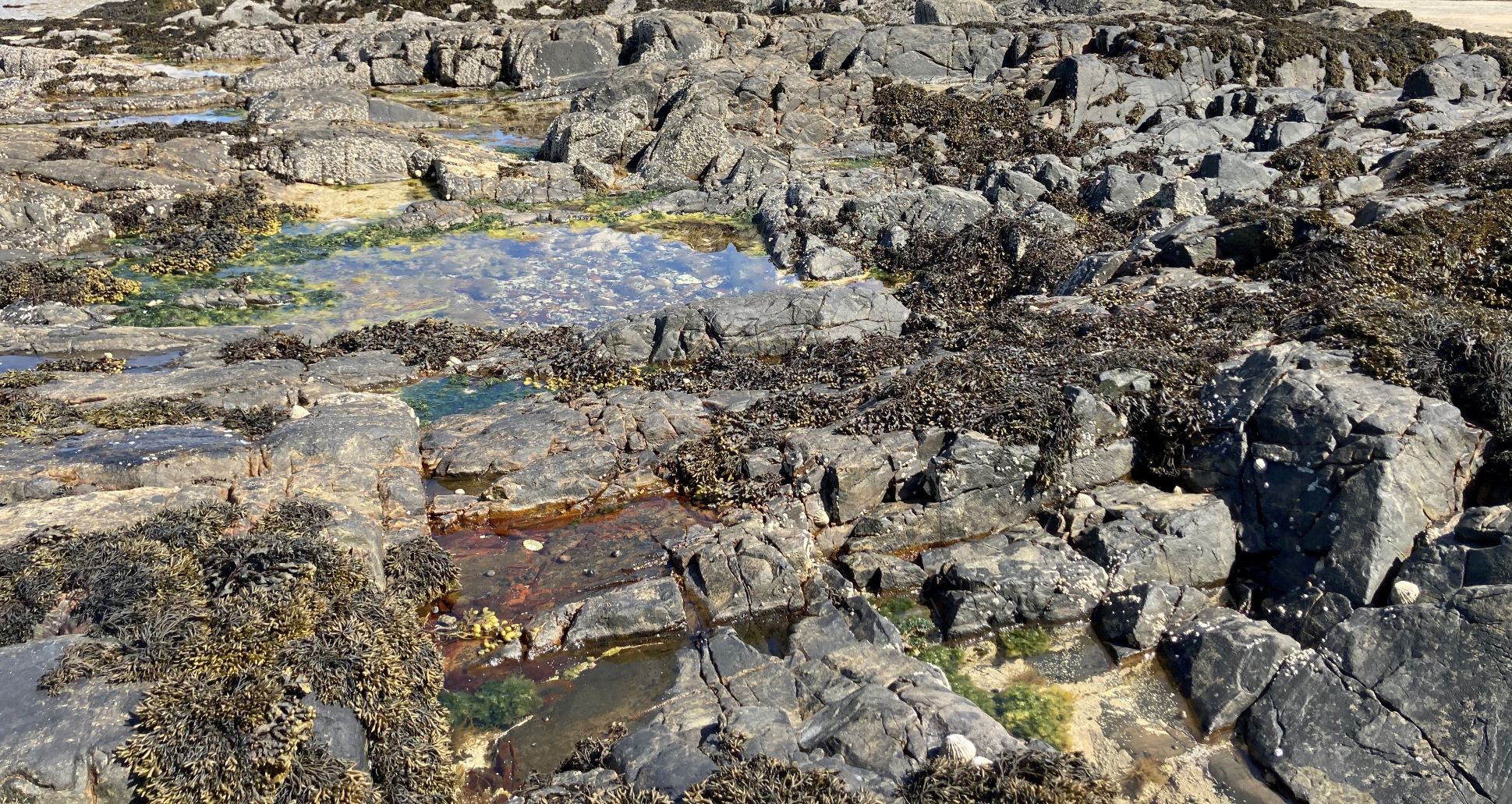 Pondwatch: Rockpools – Museum of Zoology Blog
