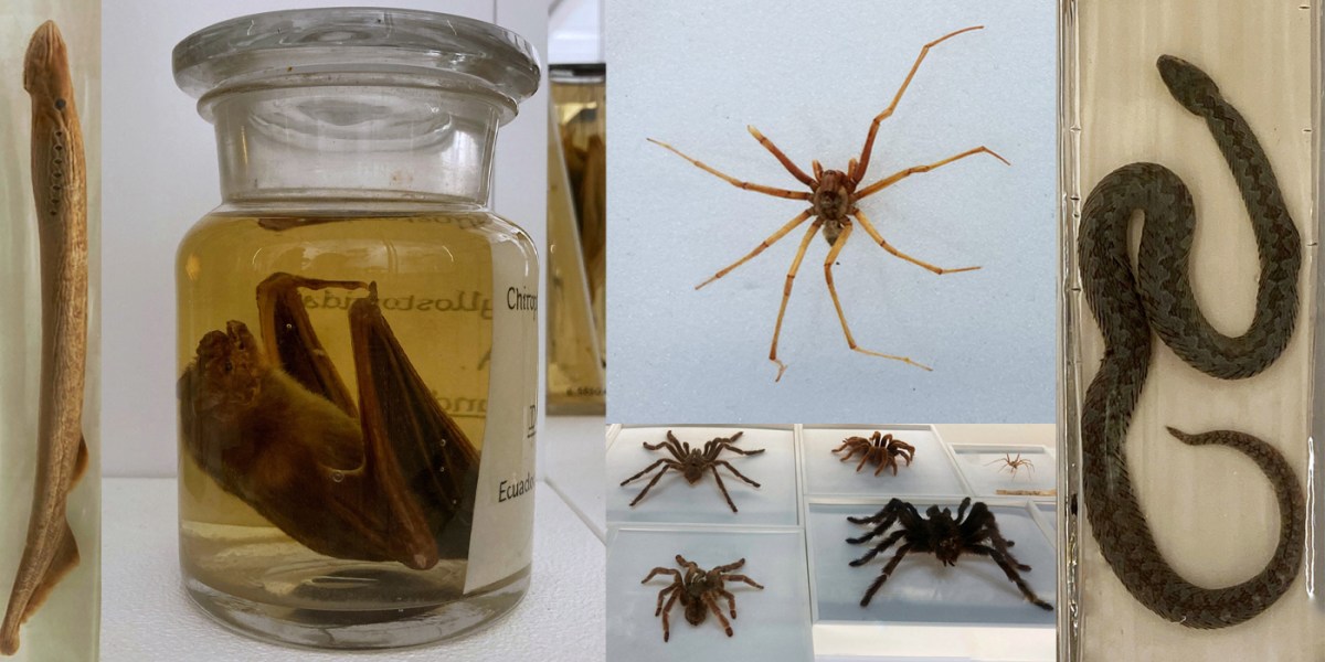 Creepy Creatures? – Museum of Zoology Blog