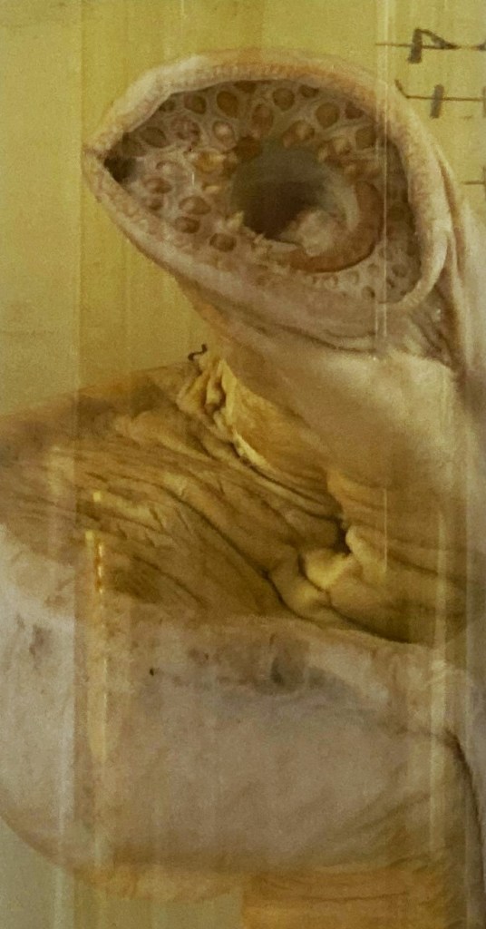 Creepy Creatures? – Museum of Zoology Blog
