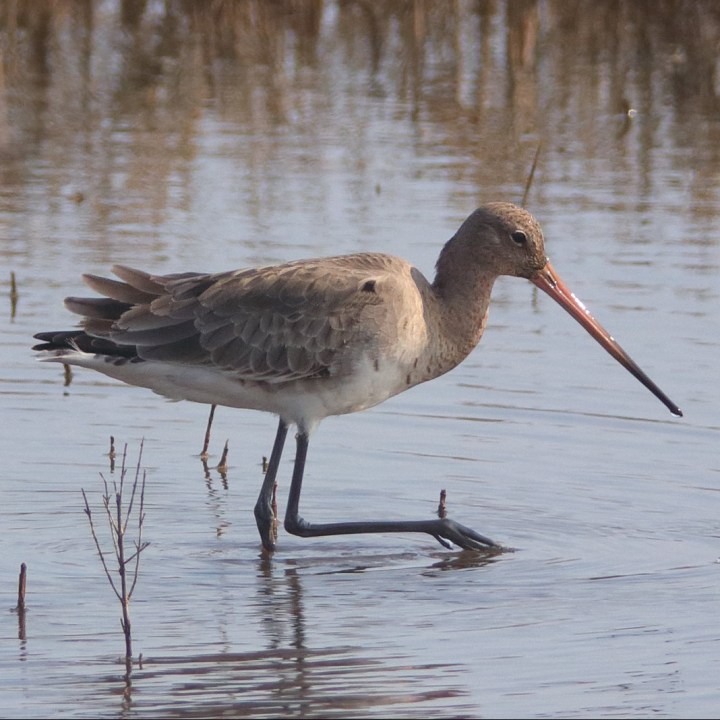 Winter Waterbirds – Museum of Zoology Blog