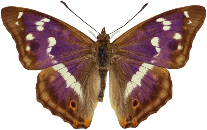 A Kaleidoscope of Butterflies – Museum of Zoology Blog
