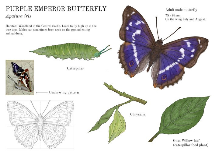 A Kaleidoscope of Butterflies – Museum of Zoology Blog