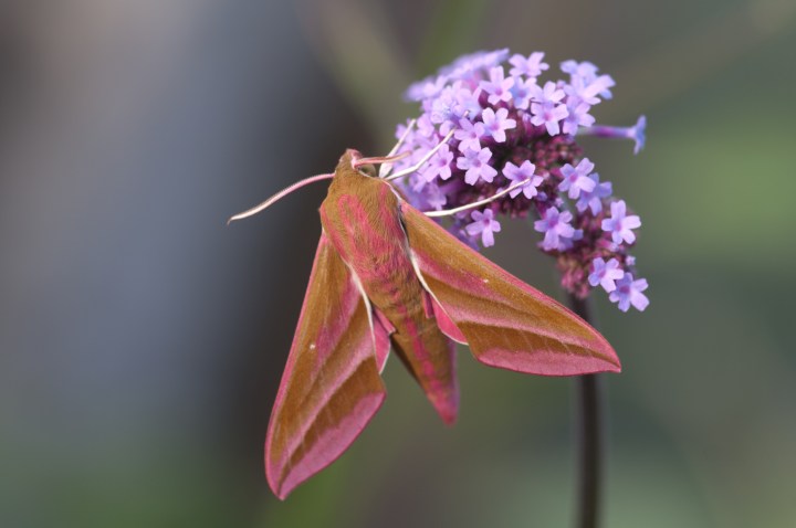 Tangled Planet – Museum of Zoology Blog