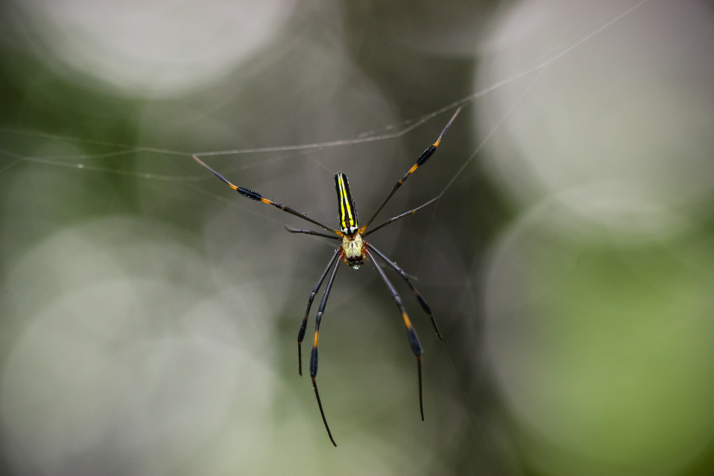 Tangled Planet – Museum of Zoology Blog