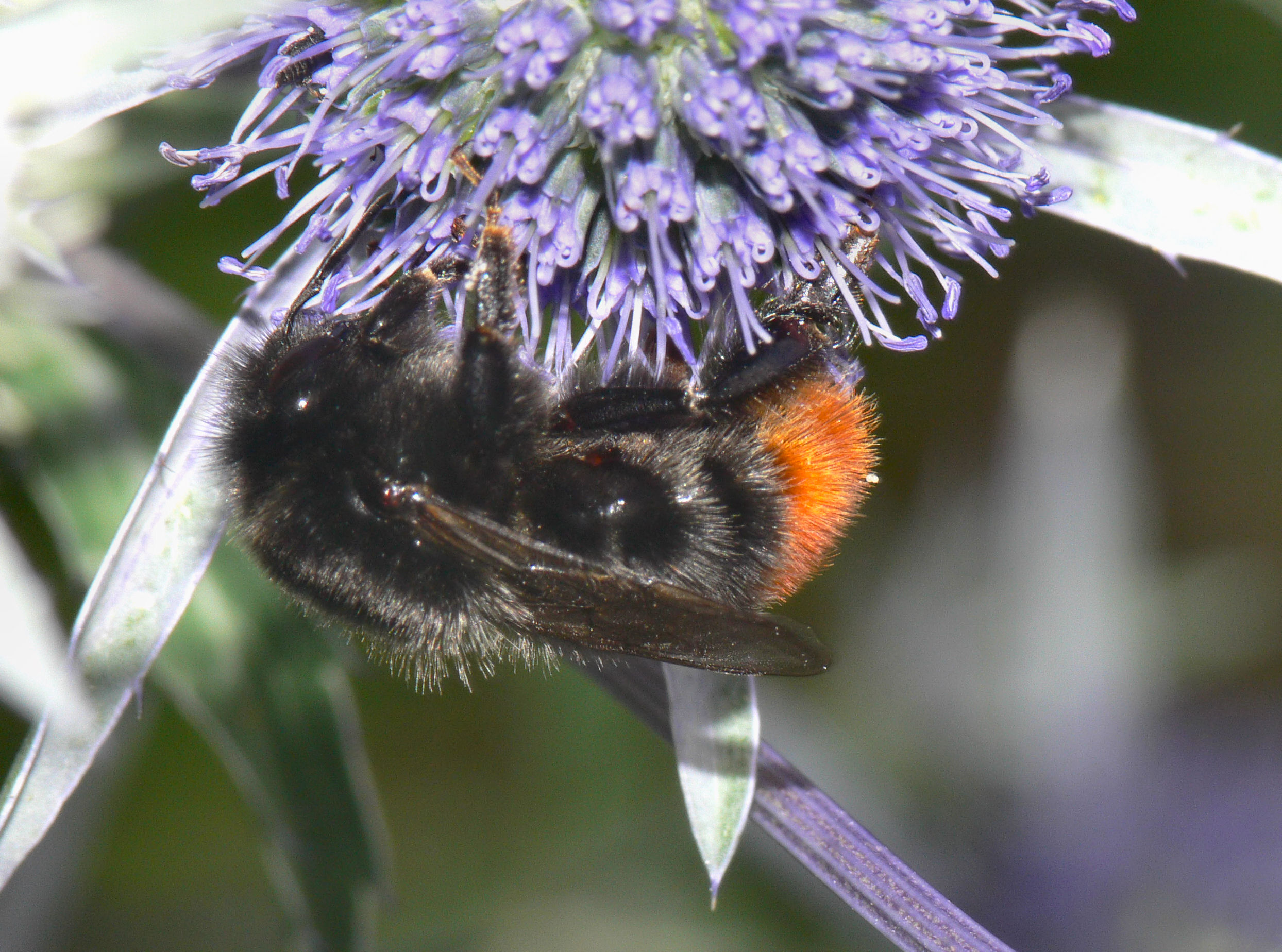 Tangled Planet – Museum of Zoology Blog