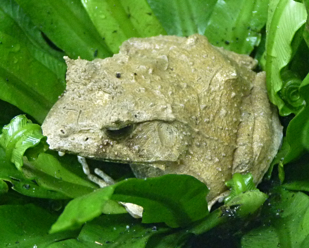 Tangled Planet – Museum of Zoology Blog