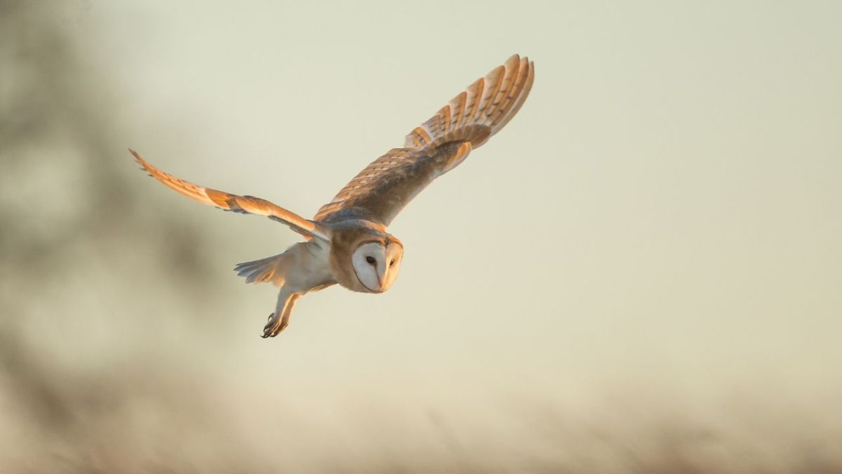 Zoology Live! Animal Connections – Museum of Zoology Blog