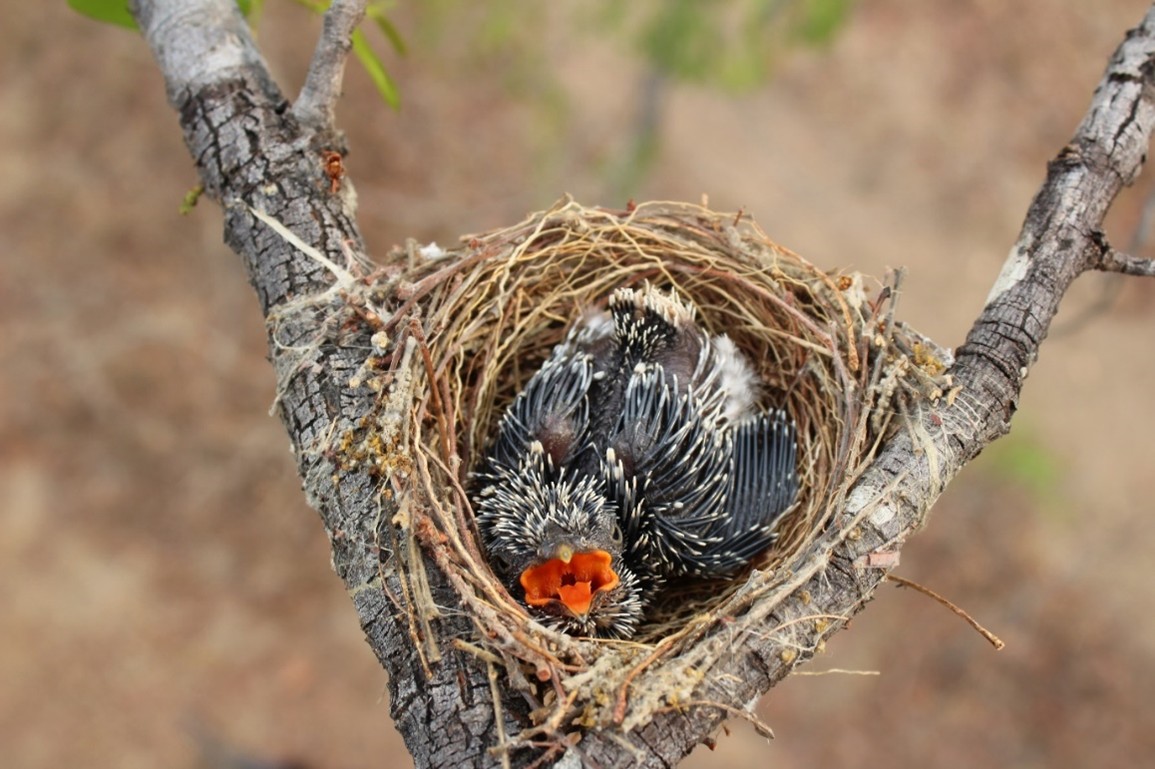How to defend your nest from predators and cuckoos: do it like a drongo ...