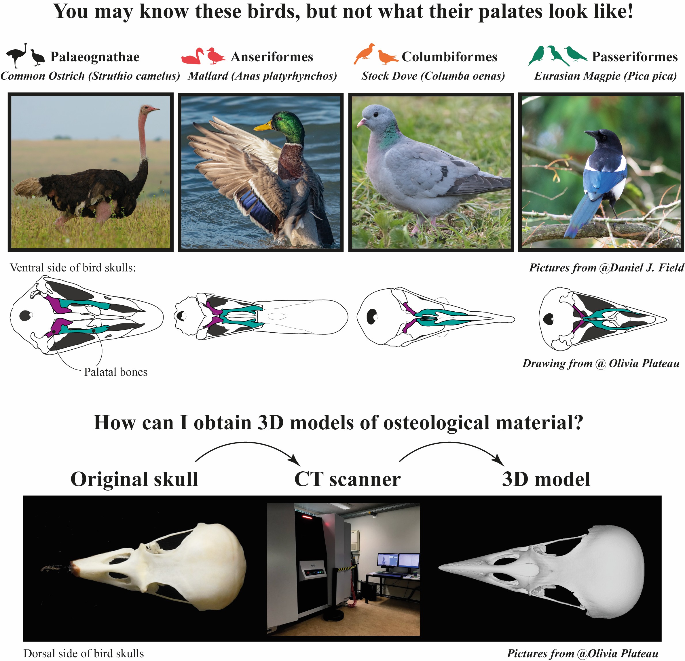 Bird Palates and Feeding – Museum of Zoology Blog